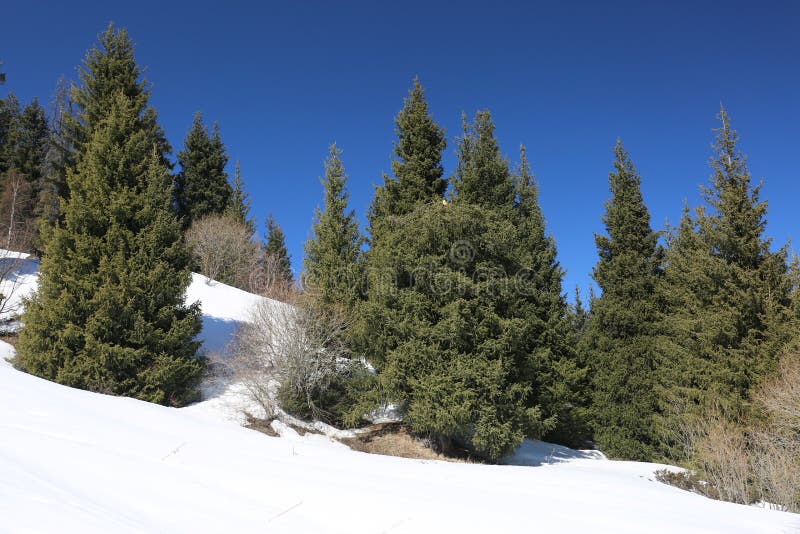 Forest in the Mountains in the Spring. Stock Image - Image of light ...