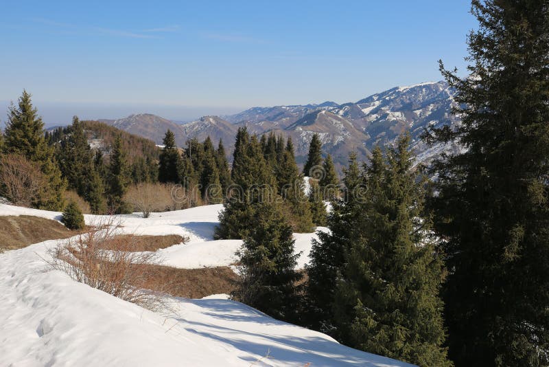 Forest in the Mountains in the Spring. Stock Photo - Image of trees ...