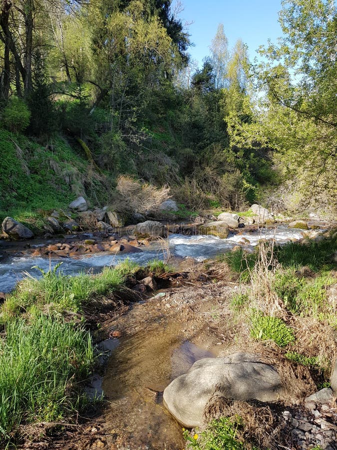 Forest in the Mountains in Spring. Stock Photo - Image of mountains ...