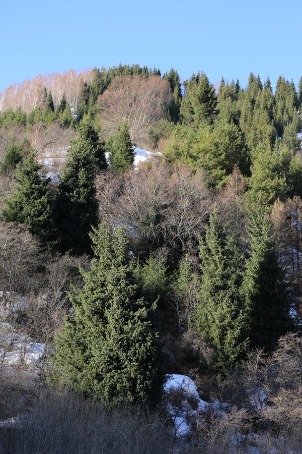 Forest in the Mountains in Spring. Stock Image - Image of motion ...