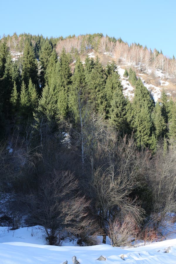 Forest in the Mountains in Spring. Stock Image - Image of view ...