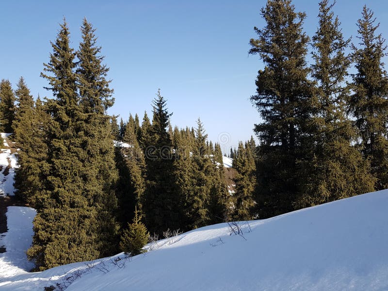 Forest in the Mountains in the Spring. Stock Image - Image of landscape ...