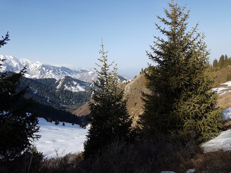 Forest in the Mountains in the Spring. Stock Image - Image of trees ...
