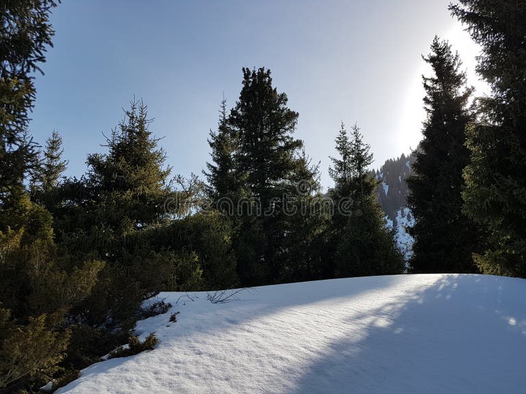 Forest in the Mountains in the Spring. Stock Image - Image of landscape ...