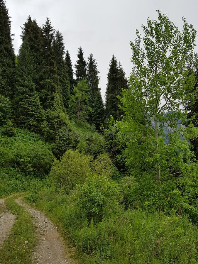 Forest in the Mountains in Summer. Stock Photo - Image of forest ...