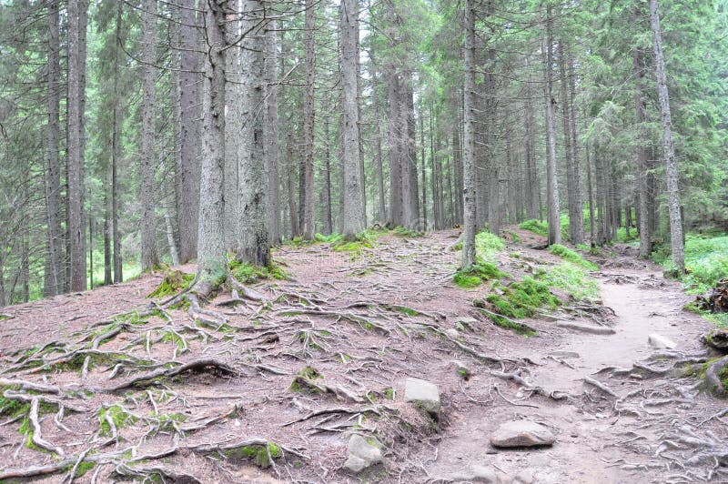 Forest in the Mountains. Tree with Big Roots Stock Image - Image of ...