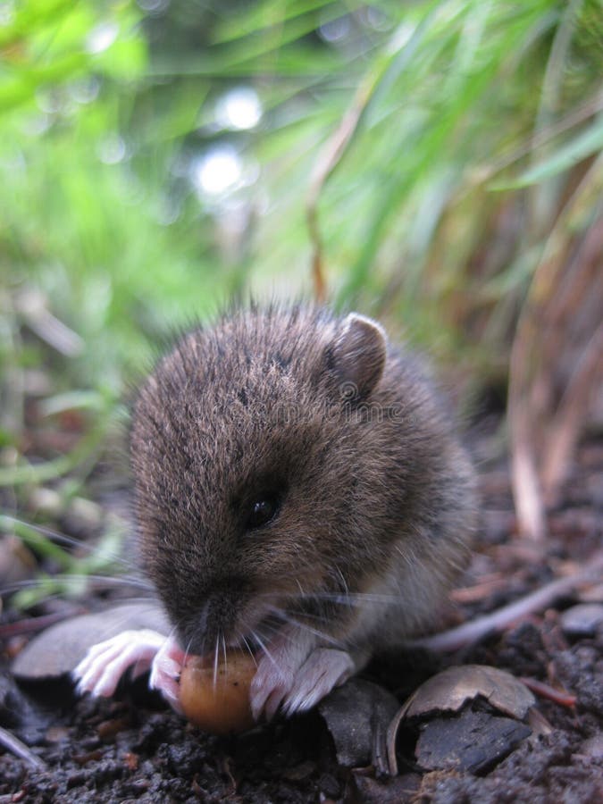 Forest mouse stock photo. Image of forest, mouse, macro - 28621268