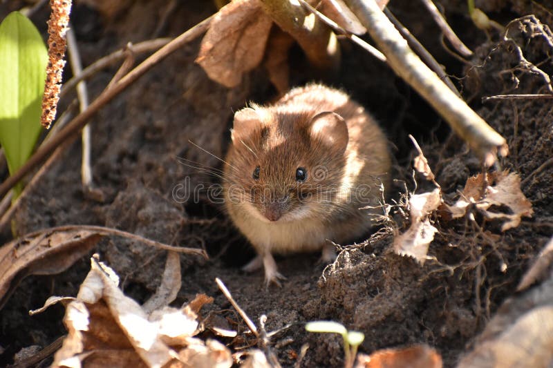 Forest Mouse Came To Look at Me Stock Image - Image of forest, mammal ...