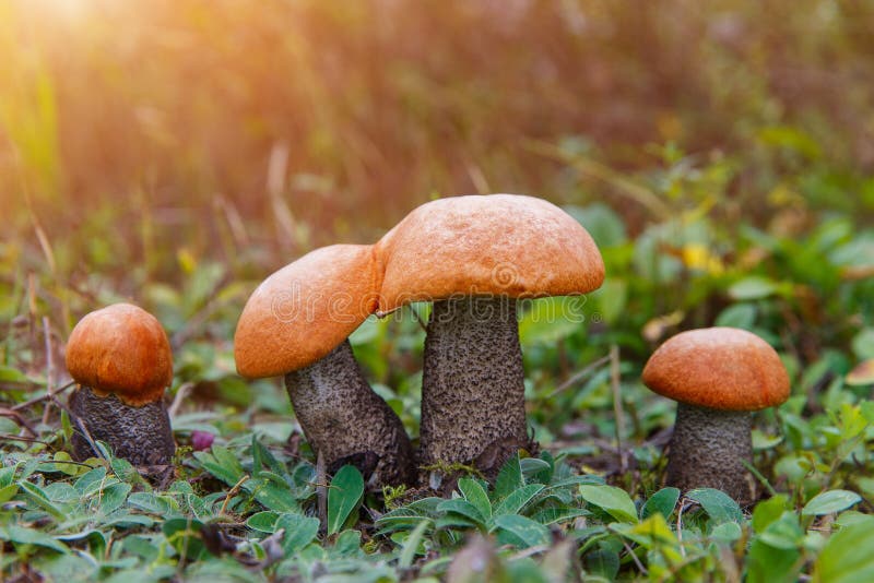 Forest Mushroom Orange-cap Boletus in the Grass. Stock Photo - Image of ...