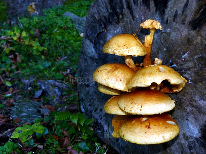 306 Decomposing Mushroom Stock Photos - Free & Royalty-Free Stock ...
