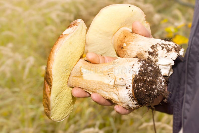 Forest mushrooms in hand stock photo. Image of group - 21406710