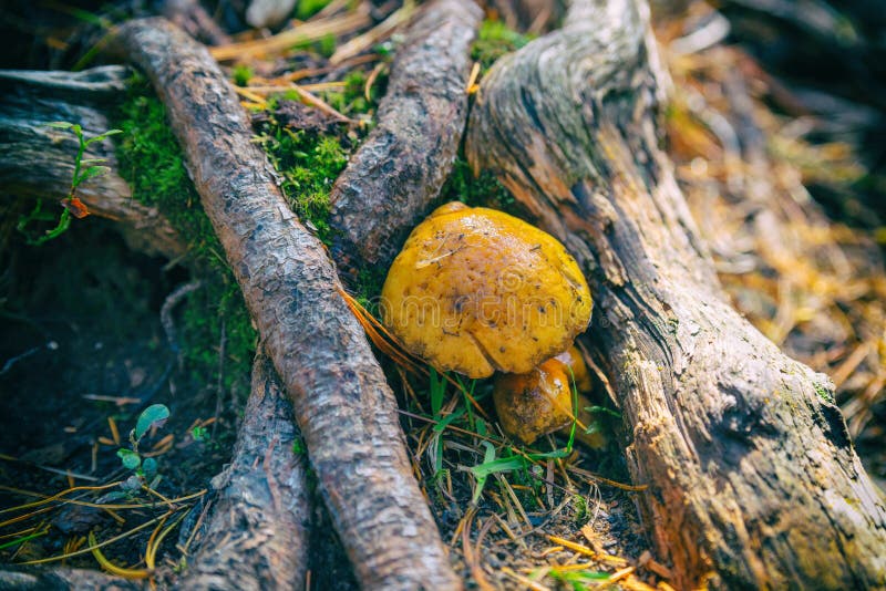Forest Mushrooms among Mosses and Tree Roots Stock Photo - Image of ...