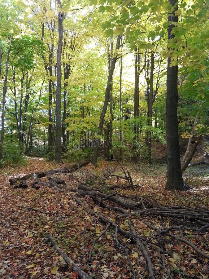 The forest stock image. Image of view, backyard, huge - 61474069