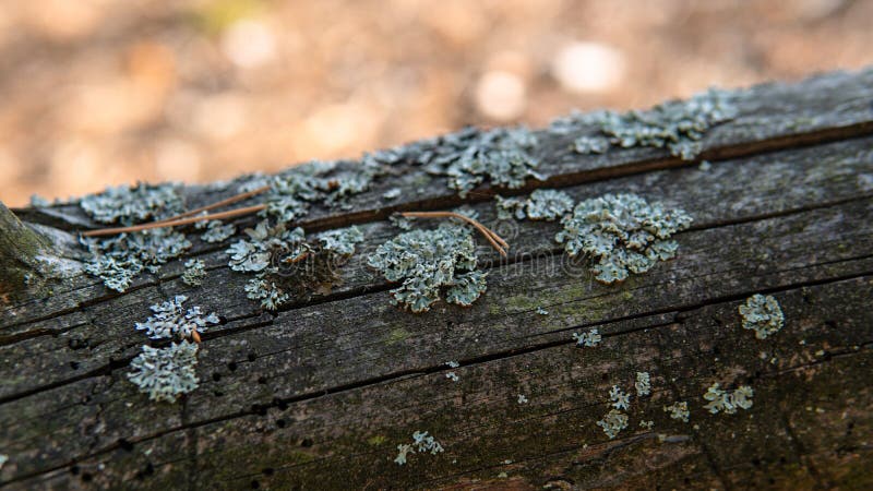 .forest Mycelium, Habitat for Mushrooms in Nature Stock Image - Image ...