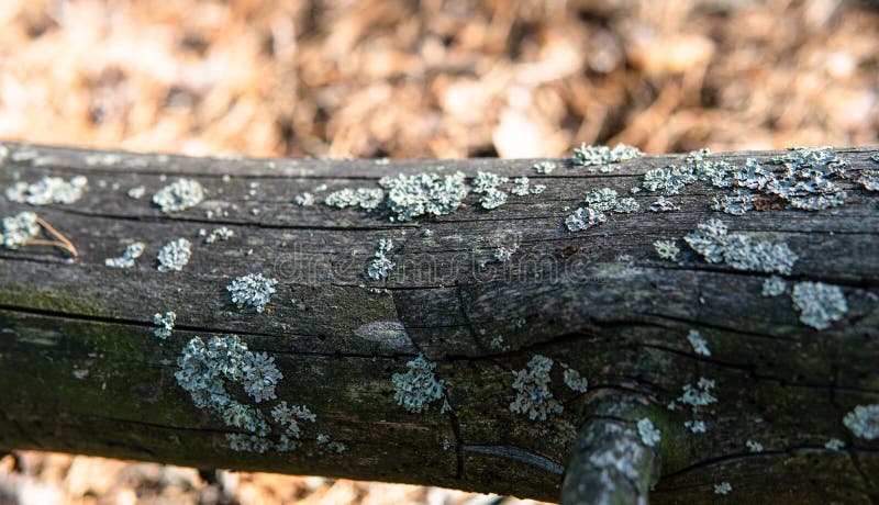 .forest Mycelium, Habitat for Mushrooms in Nature Stock Image - Image ...