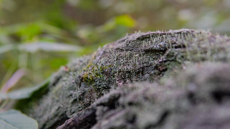 .forest Mycelium, Habitat for Mushrooms in Nature Stock Image - Image ...