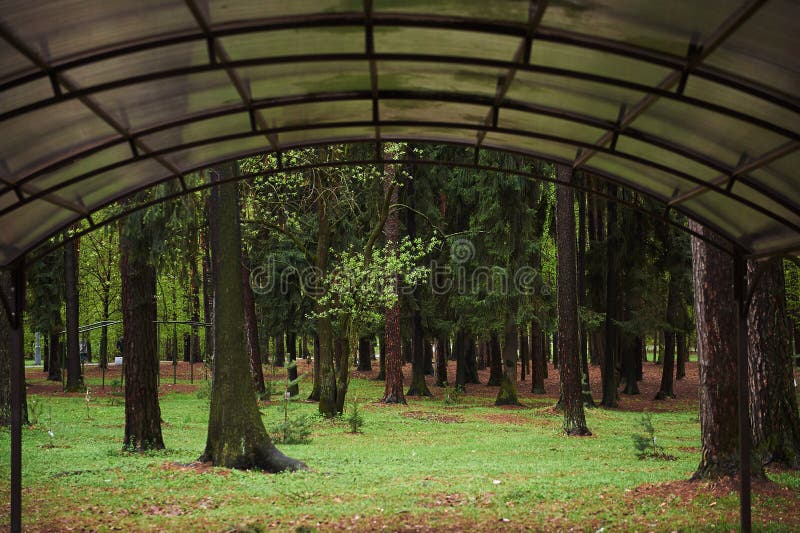 Forest Mystic Way, Primorye, Russia Stock Image - Image of early ...
