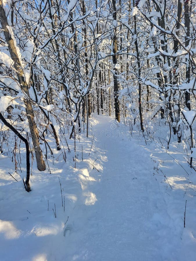 Forest with a Narrow Path and Leafless Trees Under the Sunlight in ...
