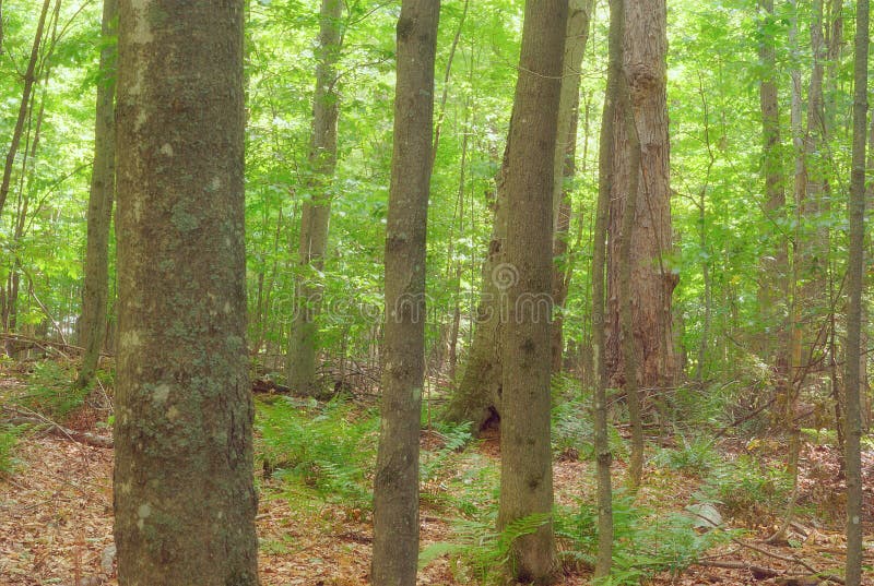 Forest Natural Environment Trees Conservation Eco-system Stock Image ...