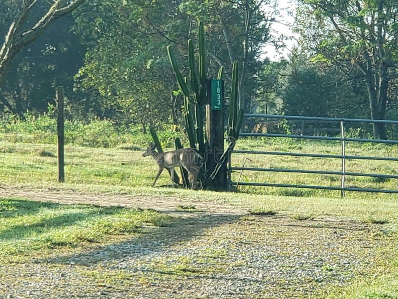 Baby Dear Standing Isolated on White Background , Clipping Path Stock ...
