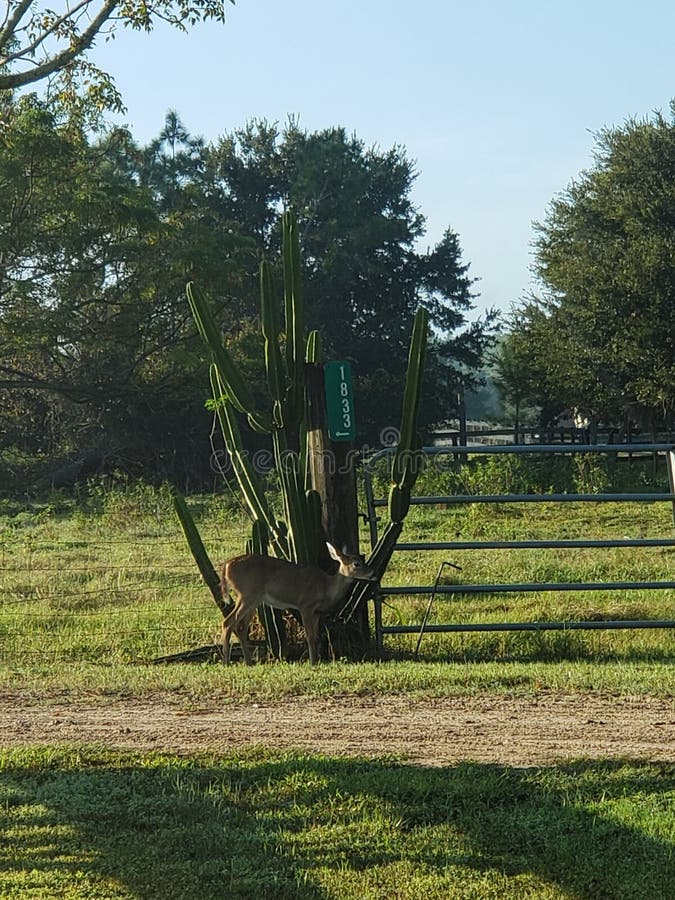 Baby Dear Standing Isolated on White Background , Clipping Path Stock ...