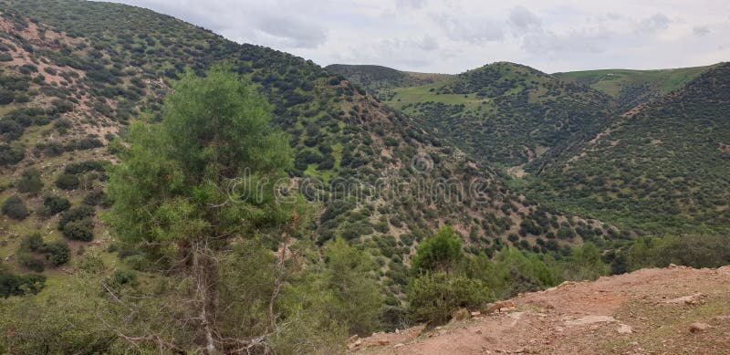 Forest nature cliff stock photo. Image of landscape - 182463914