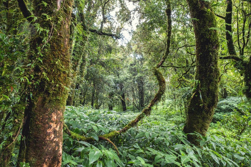 Forest Nature Concept Background Stock Image - Image of moss, park ...