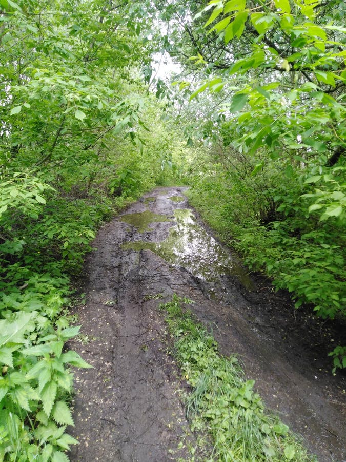 Forest, Nature, Mud, Puddle, Water, Outdoor Activities, Air Stock Photo ...