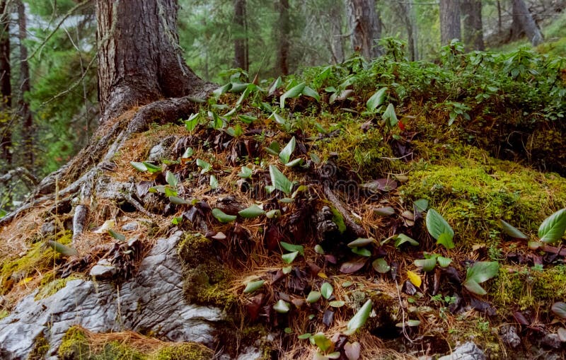 Forest Nature Near the Ground. Vegetation in Mountain Taiga Stock Image ...