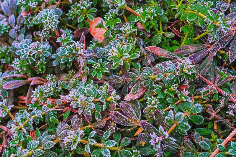 Forest nature stock photo. Image of flower, closeup, spring - 93175860