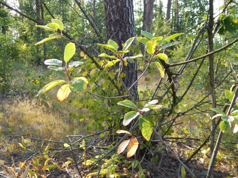 Forest Nature Trees and Shrubs Stock Photo - Image of europe, flora ...