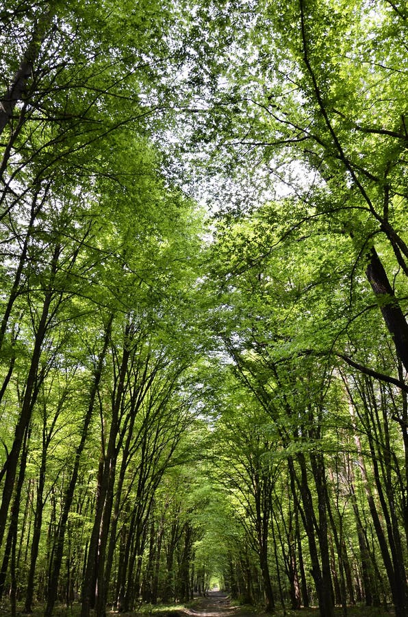 Forest stock photo. Image of arch, landscape, green, trees - 50818588