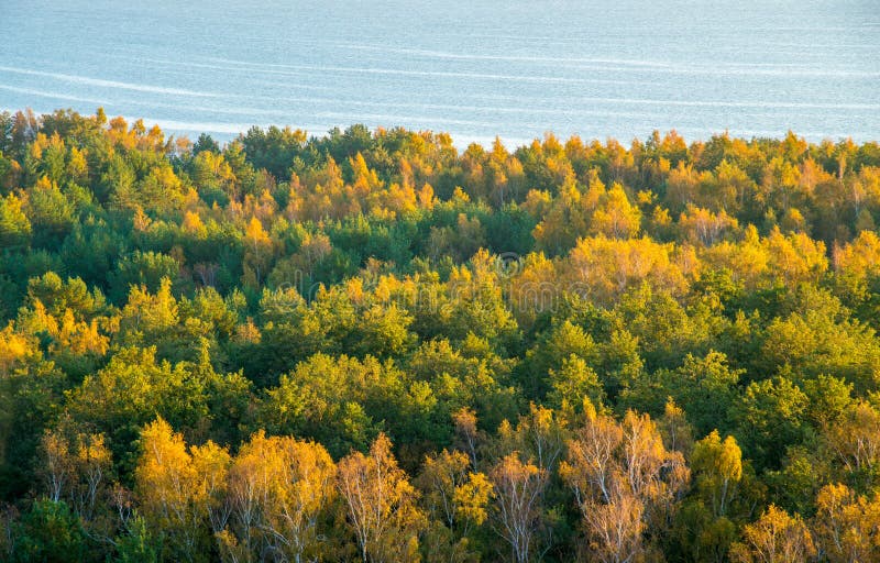 Forest near sea stock image. Image of outdoor, nature - 142884665