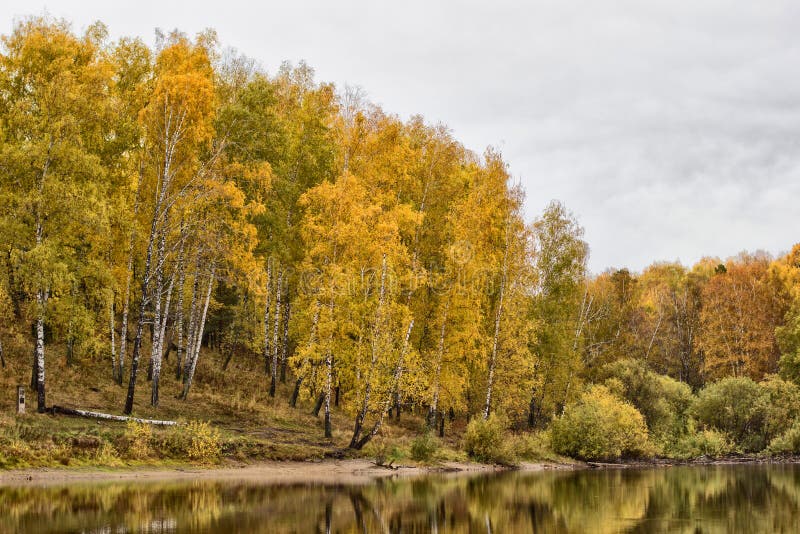 Forest near the water stock photo. Image of tree, cloud - 61554620