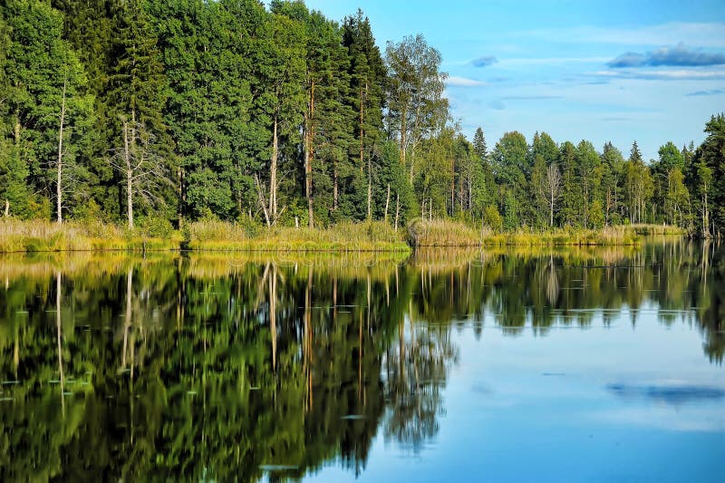 Forest near the water stock photo. Image of light, pure - 44050690
