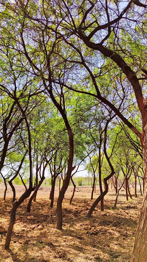 Forest of neem stock image. Image of cluster, wood, green - 213234099