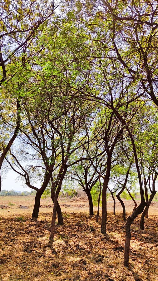 Forest of neem stock image. Image of plant, lush, group - 213234165