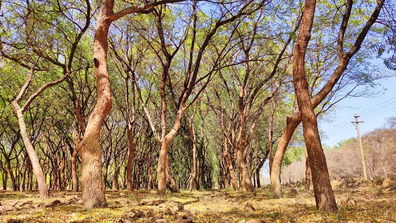 Forest of neem stock photo. Image of vegetarian, group - 213237410