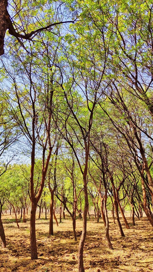 Forest of neem stock image. Image of tree, cluster, hanging - 213237621