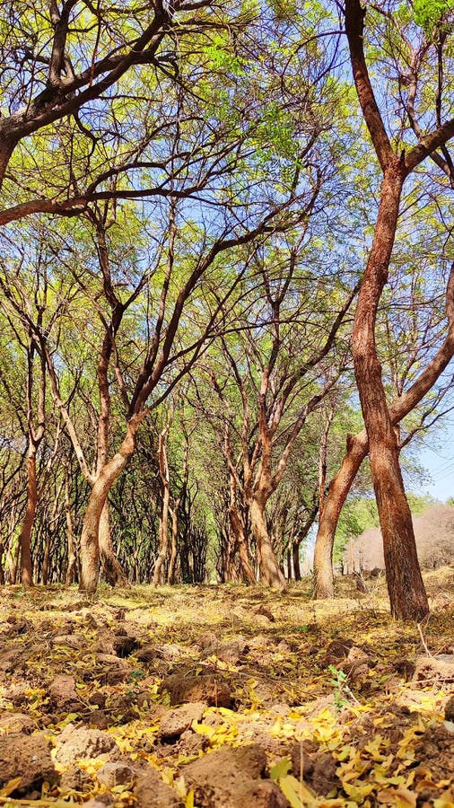 Forest of neem stock photo. Image of fresh, leaves, jungle - 213237462