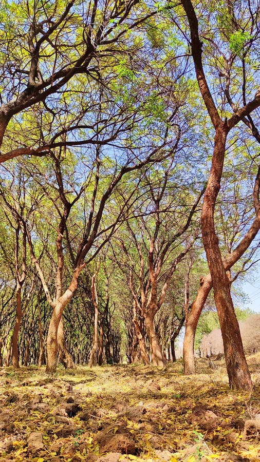 Forest of neem stock image. Image of garden, leafy, tree - 213237507