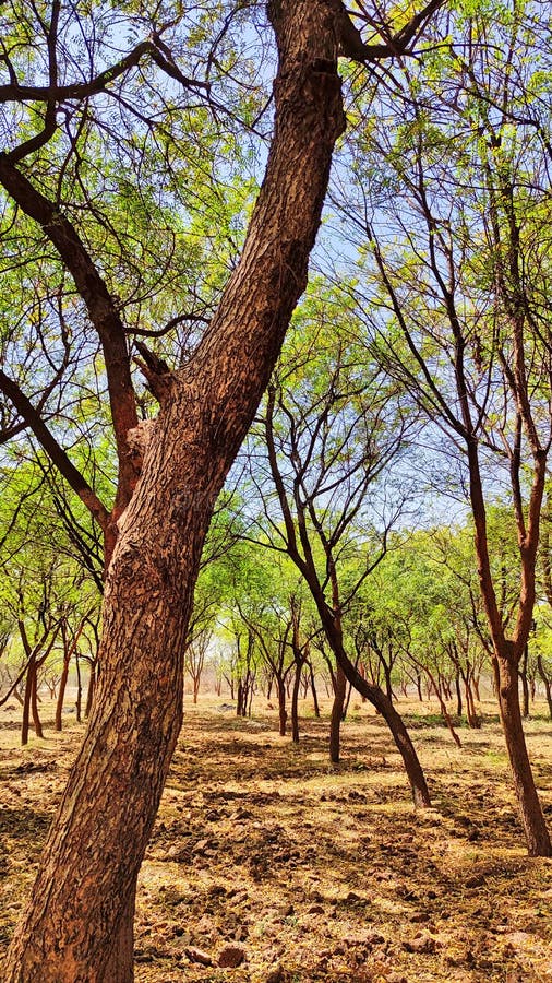 Forest of neem stock image. Image of fresh, culture - 213237671