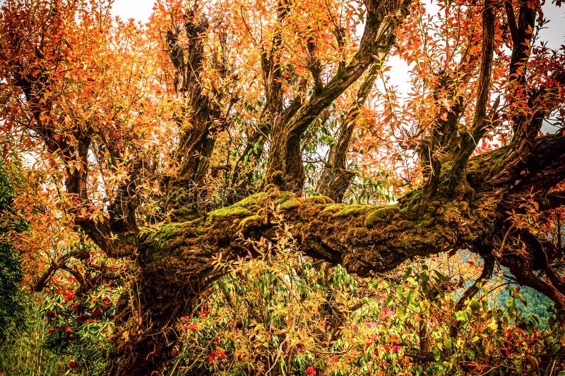 Forest in Nepal stock image. Image of adventure, tropical - 54216355