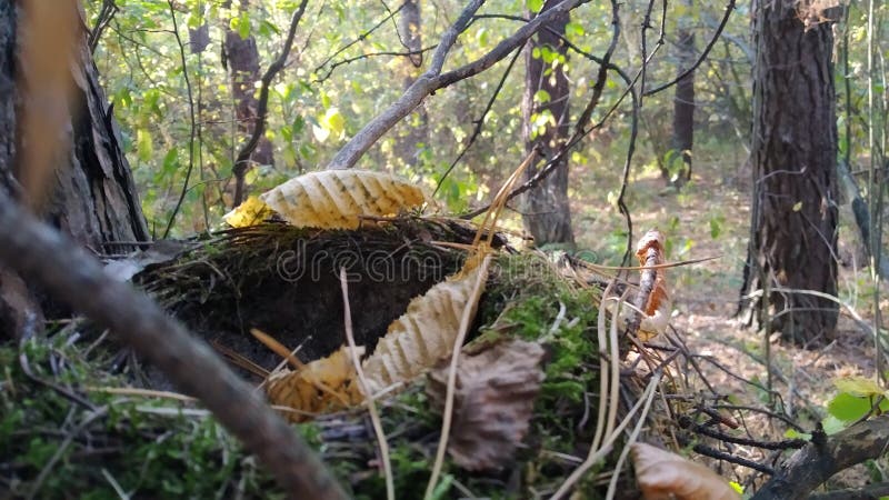 Forest_nest stock image. Image of trunk, forestnest - 197294683