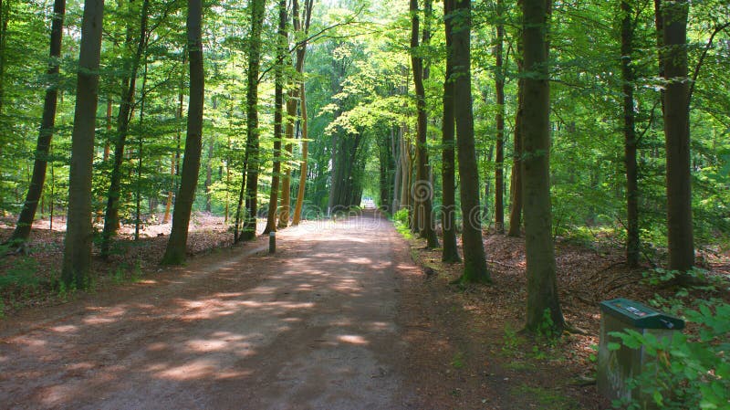 Forest in the netherlands stock image. Image of forest - 117677385