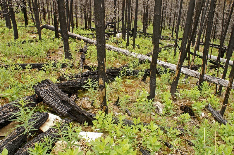 Forest New Growth imagen de archivo. Imagen de renacido - 31418303