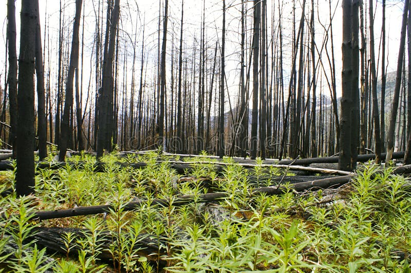 Forest New Growth stock photo. Image of arson, nature - 31418306