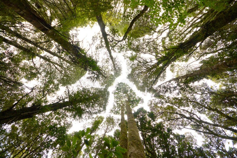 Forest, New Zealand stock photo. Image of nature, north - 29084124