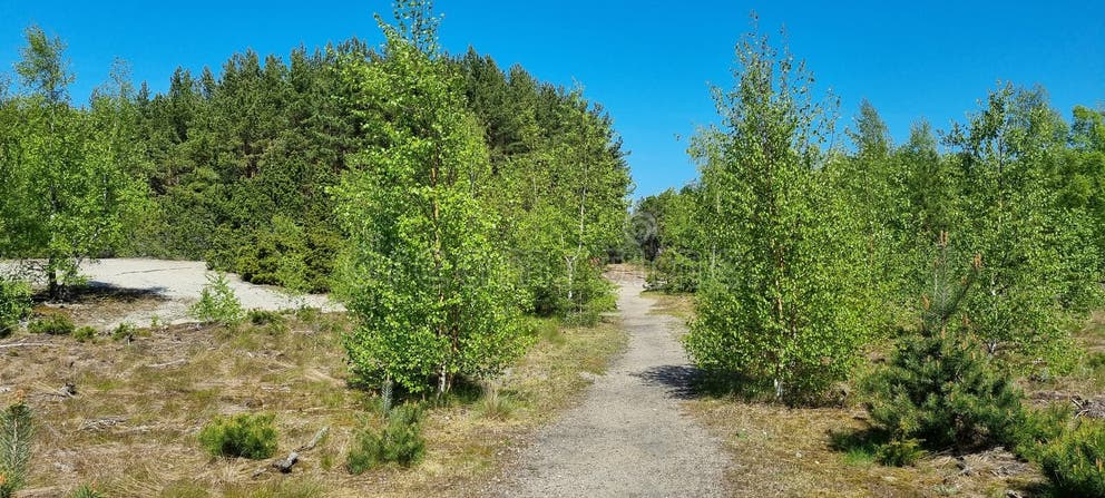 Forest of Nida, Neringa in Lithuania Stock Image - Image of plateau ...