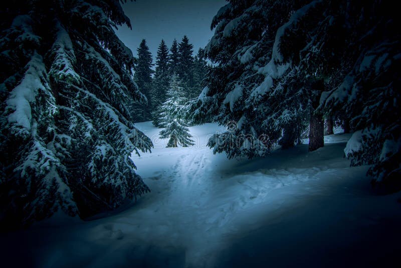 Forest at Night Coverd with Snow Stock Photo - Image of nature ...